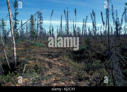 An open, low-growing spruce forest is shown, with scattered trees and ...