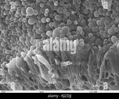 Agaricus bisporus spores SEM 3 Stock Photo - Alamy