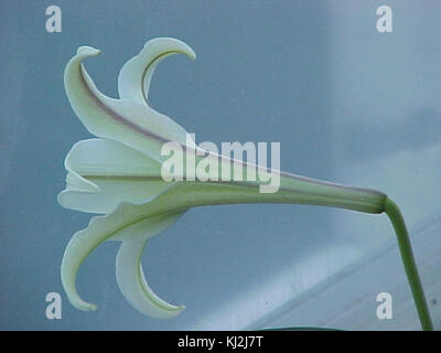Lilium philippinense, also known as the Philippine lily, is a species ...