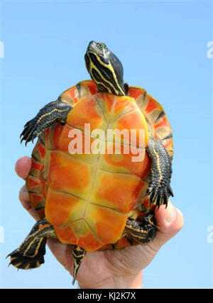 northern red-bellied turtle (Pseudemys rubriventris), basking on stump ...