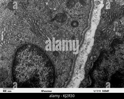 Transmission electron microscope image of a pancreatic cell Stock Photo ...