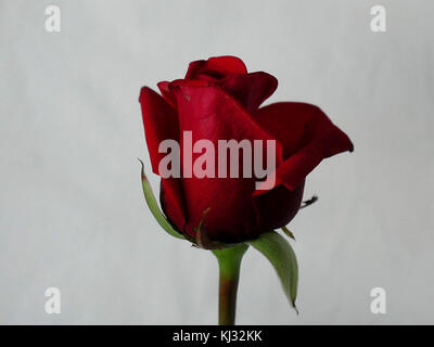 Rose red detailed image Stock Photo - Alamy