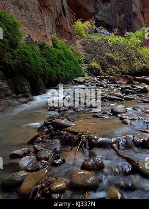 Narrows of a narrow stream with water flow and stones Stock Photo - Alamy