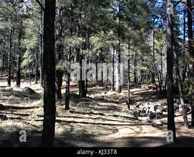 The average forest around flagstaff Stock Photo - Alamy