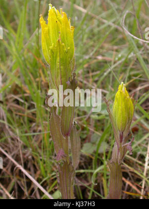 Golden Paintbrush (Castilleja levisecta), a threatened plant species ...