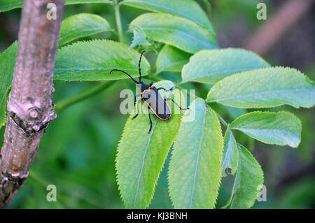 A photograph of the Valley elderberry longhorn beetle (Desmocerus ...