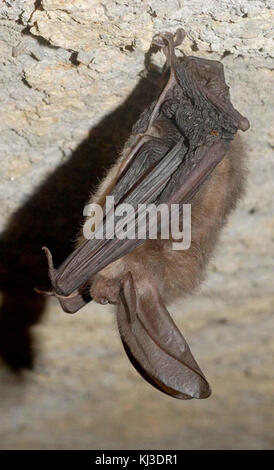 The Virginia big-eared bat (Corynorhinus townsendii) is shown in its ...