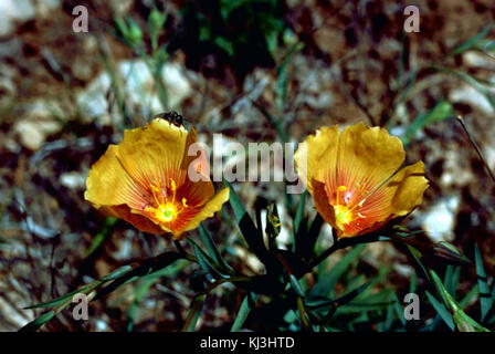 Flax Seeds and Flower - Linum usitatissimum Stock Photo - Alamy