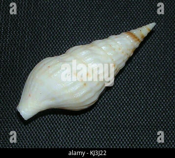 Sea snail (Drillia), snail shell, snail shells, detachable Stock Photo - Alamy
