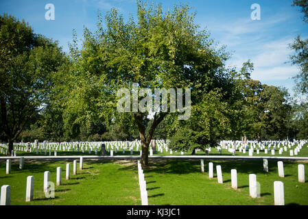 Osage Orange in Arlington National Cemetery (29984322250 Stock Photo ...