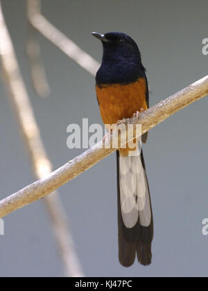 The White-rumped Shama, native to South and Southeast Asia, is known ...