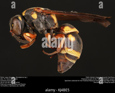 Potter Wasps Mud Nest Stock Photo - Alamy