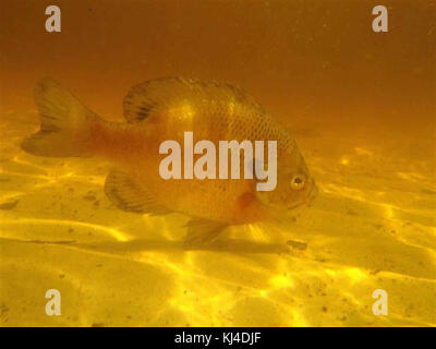 Bluegill Fish Lepomis macrochirus Stock Photo - Alamy