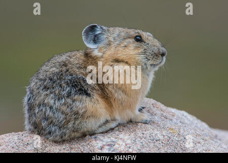 American pika (Ochotona princeps) native to alpine regions of Canada ...