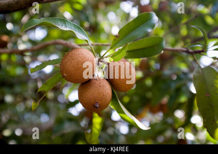 Sapodilla fruit growing in the trees on Man O War Cay in the Abacos ...