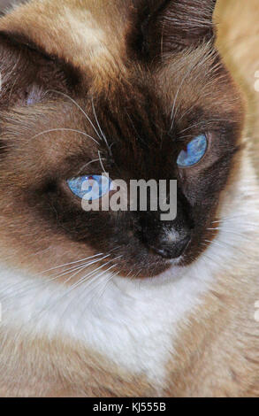 Cross-eyed, blue-eyed siamese cat, sticking its tongue out Stock Photo ...