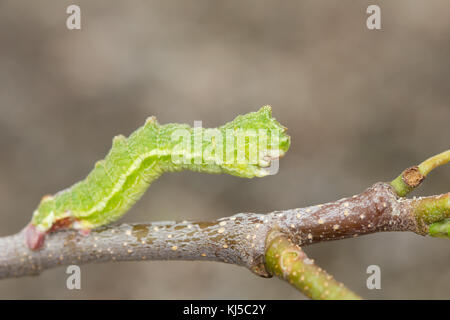 Emerald geometer moth larva Stock Photo - Alamy