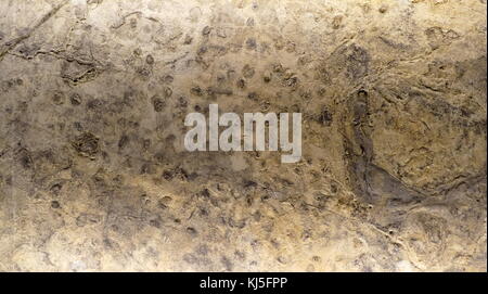 Laetoli footprints Tanzania Stock Photo - Alamy