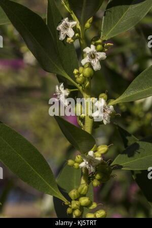Myoporum, Ngaio tree, Mousehole Tree (Myoporum laetum), blooming ...
