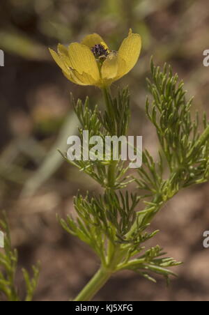 Yellow Pheasant's eye, Adonis microcarpa, (can be yellow or red), Crete ...