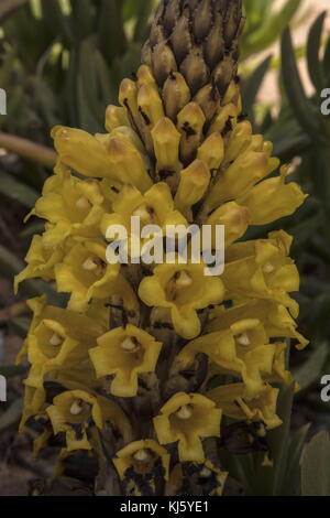 Yellow broomrape, Cistanche phelypaea, in flower on sand dunes, Morocco ...