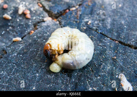 Large wood grub in oak Stock Photo - Alamy