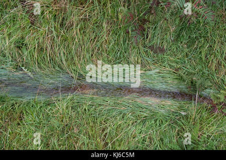 temporary rivulet as water during heavy rainfall flows over grass down ...