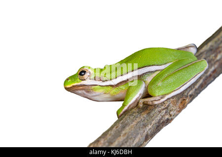 green tree frog Hyla cinerea a common frog of the southern United ...
