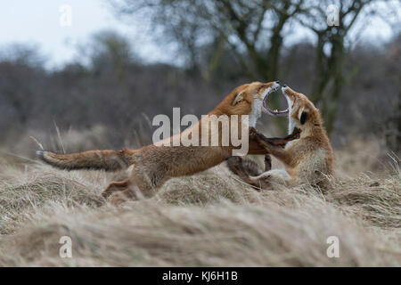 Two red foxes attacking each other and fighting over a territory Stock ...