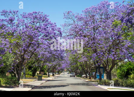 A suburban street in Applecross lined with jacaranda trees in full ...