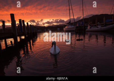 A Swan at Sunset at Waterhead Pier on Lake Windermere near Ambleside ...