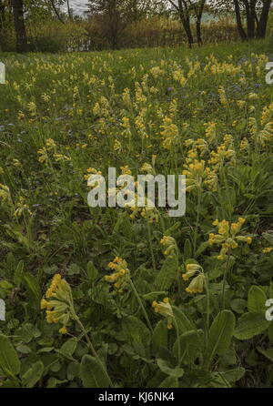 Cowslips, Primula veris, in grassland Stock Photo - Alamy