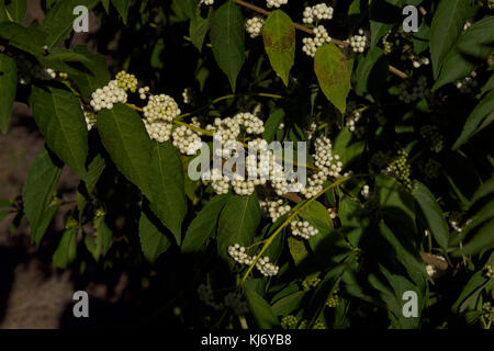 AMERICAN BEAUTY BERRY OR FRENCH MULBERRY (CALLICARPA AMERICANA) IN ...