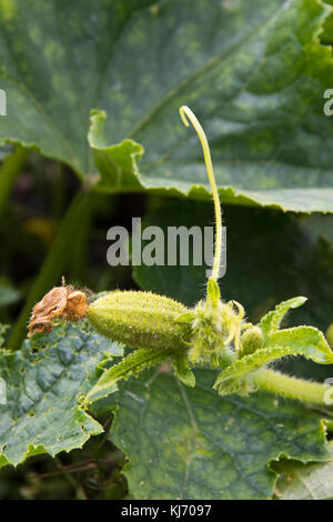 Gherkin plant growing, showing fruits, leaves, flowers and tendrils ...