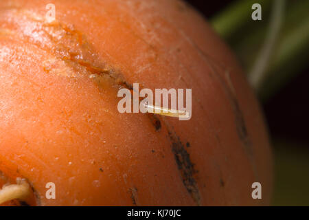 Close-up of the damaging carrot fly larvae (maggot) Chamaepsila rosae ...
