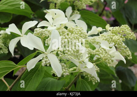 Hydrangea paniculata 'Great Star', a fragrant hydrangea with star ...