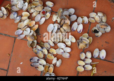 seashells in concrete Stock Photo - Alamy