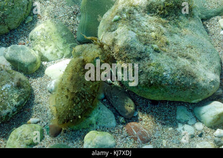 Common cuttlefish (Sepia officinalis), Rhodes, Greece Stock Photo - Alamy