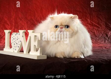 domestic cat, persian, colourpoint, himalayan, cream point, lying, blue ...