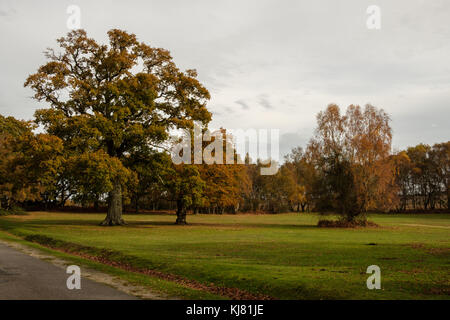 Denny Wood Campsite Area in The New Forest Stock Photo - Alamy