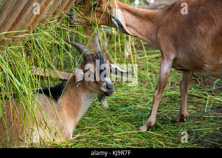 White milk goats in a pen near the barn. Goats and goats Stock Photo ...