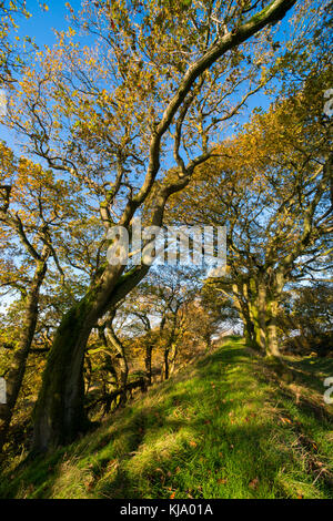 The ramparts of Burrow Hill Iron Age hill fort, Hopesay, Shropshire ...