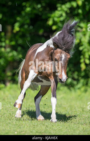 skewbald Shetland Pony Stock Photo - Alamy