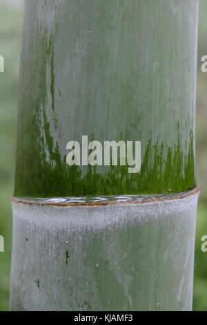 Close up bamboo portraits at the Shunan Bamboo Forest in Sichuan ...