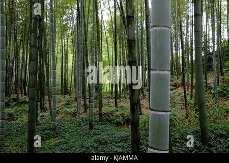Deep green bamboo forest at the Shunan Bamboo Forest in Sichuan ...