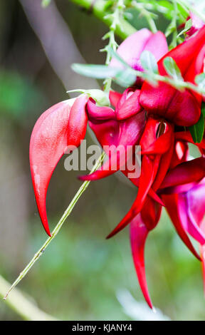 Clianthus puniceus, Glory Pea in Tasmanian Botanical Gardens, Hobart ...
