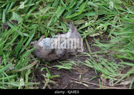 Dead Common Shrew Sorex araneus Stock Photo - Alamy