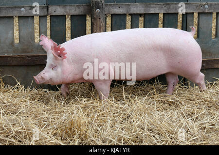 Pink colored domestic pig breeding at animal farm. Beautiful young pig ...
