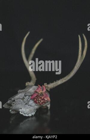 skull on the table , still life Stock Photo - Alamy