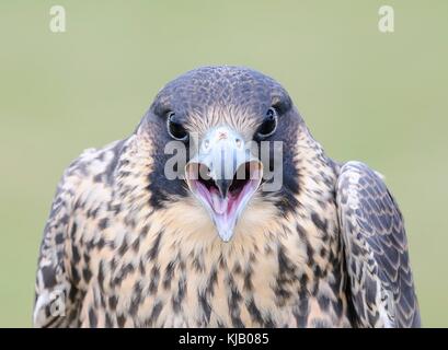 A closeup of the face of a Peregrine Falcon (Falco peregrinus) staring ...